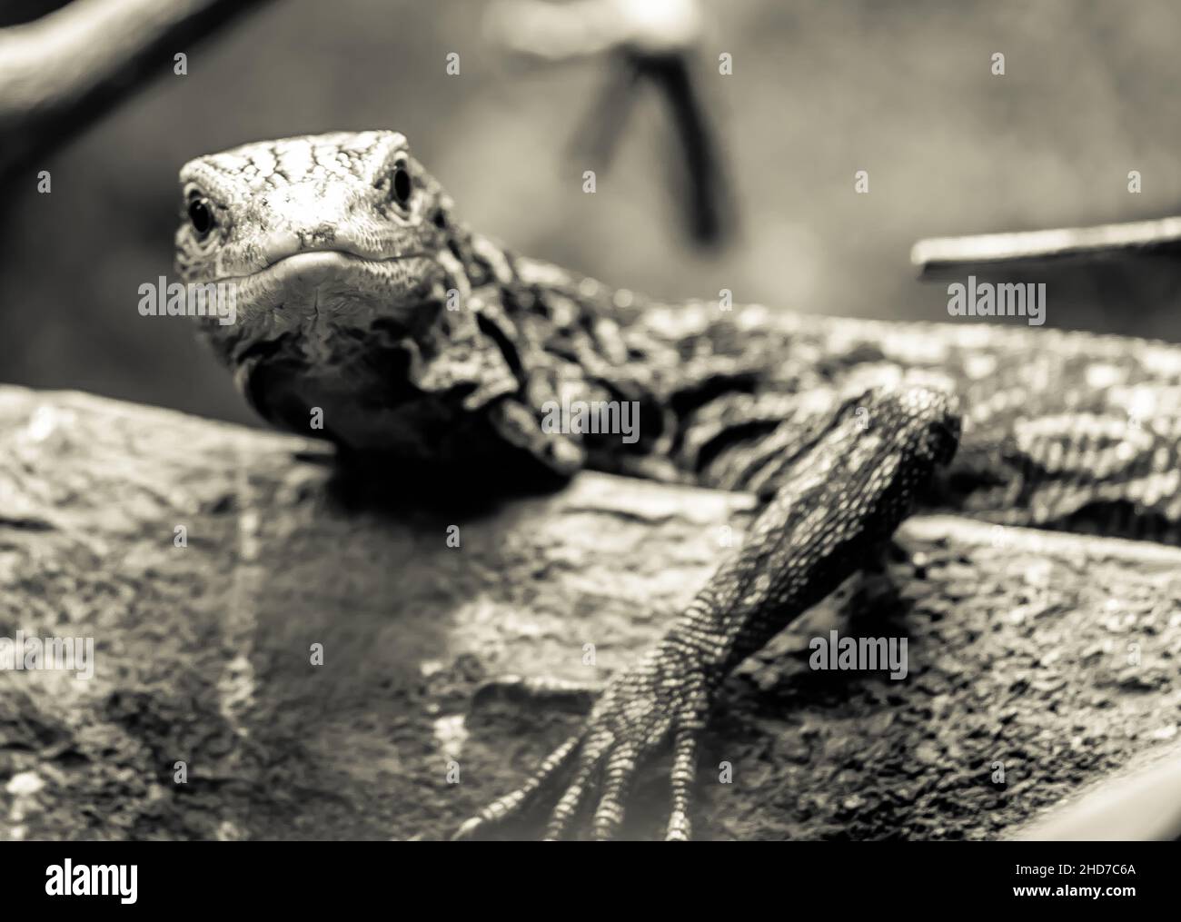 Monitor lizard standing hi-res stock photography and images - Alamy