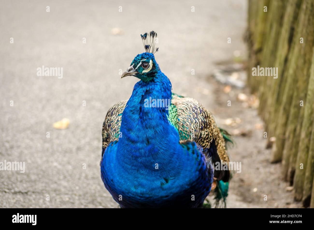 A Beautiful and Elegant Peacock is Taking a Walk at the Zoo Park. It ...