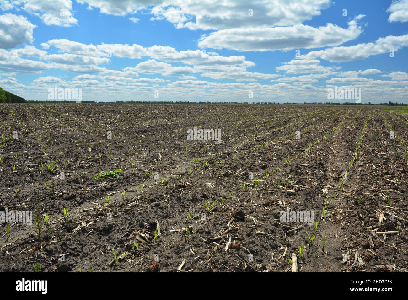 Agriculture field landscape with first corn sprouts. Corn growth and ...