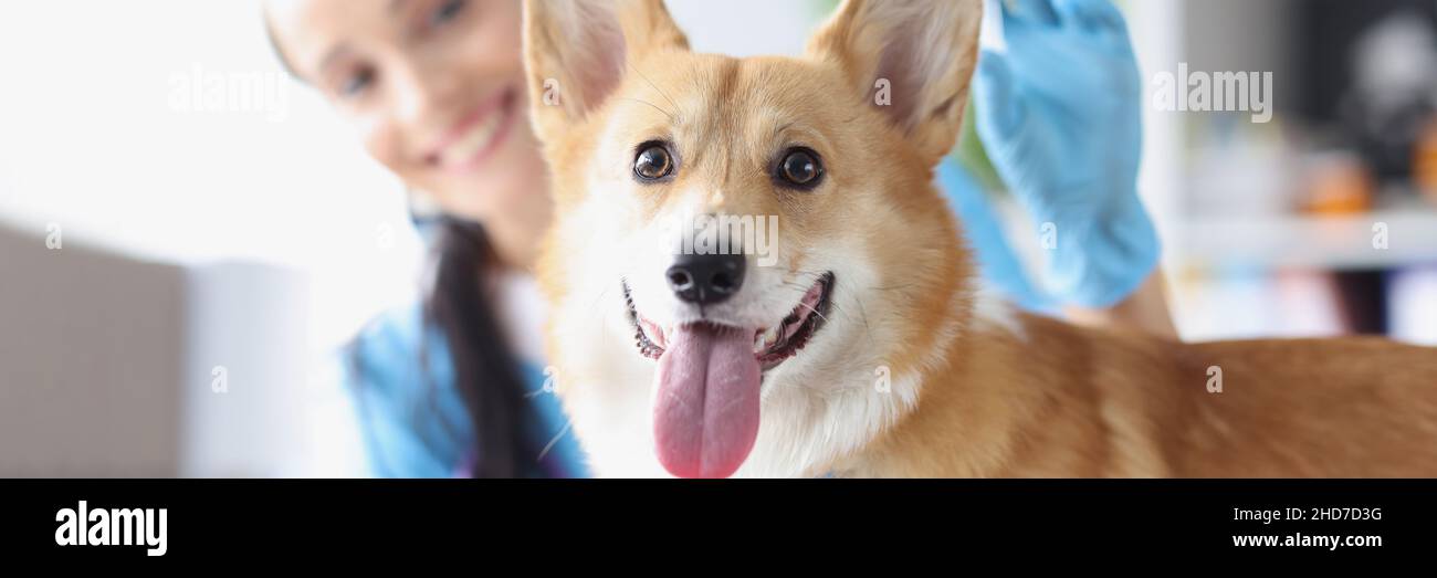 Smiling female veterinarian doctor conducts physical examination of dog ...