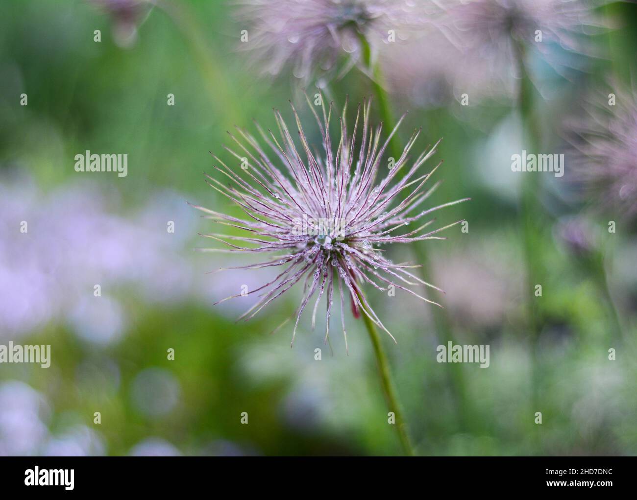 A close-up on pink pulsatilla patens, pacific anemone, anemone ...