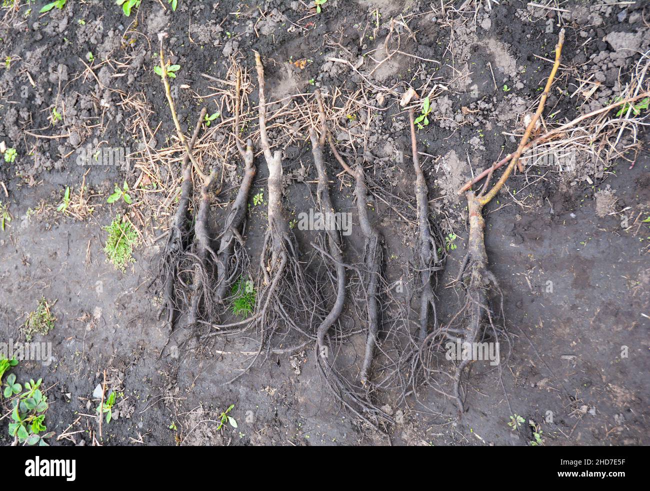 Grafted walnut saplings, vaccinated walnut saplings with open roots ...
