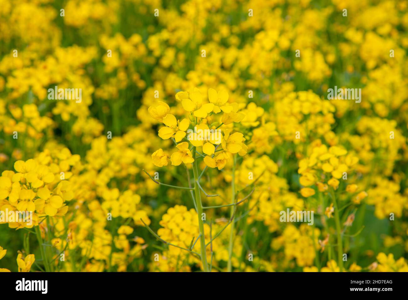 Bloom Mustard Flowers Beautiful scenery in the field Stock Photo - Alamy