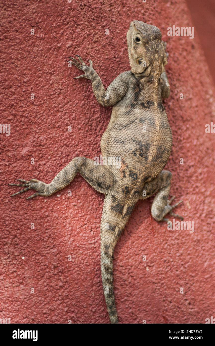 Female agama hi-res stock photography and images - Alamy