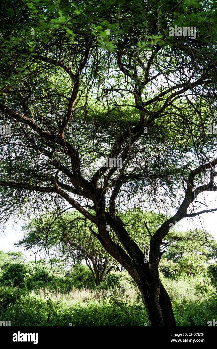 Acacia tortilis hi-res stock photography and images - Alamy