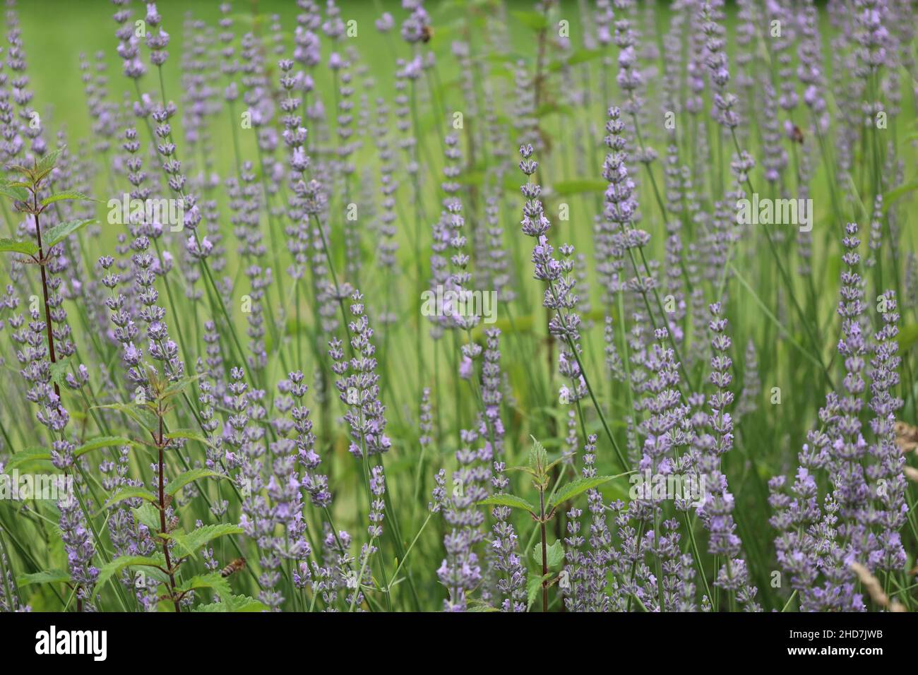 Bonn Germany early July 2021 wild flowering lavender against green ...