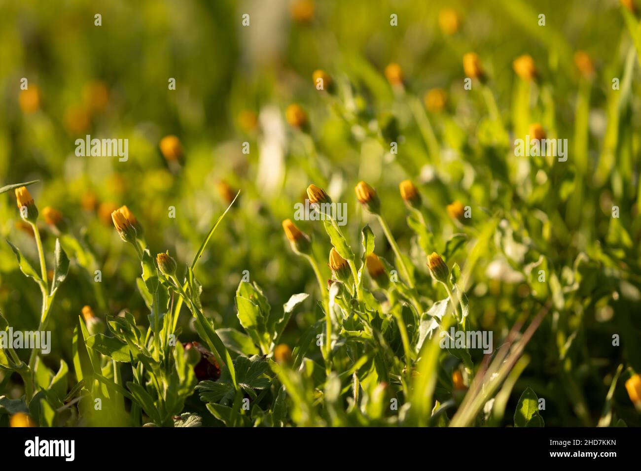 Flowers of the species Calendula stellata, still unopened buds, against ...