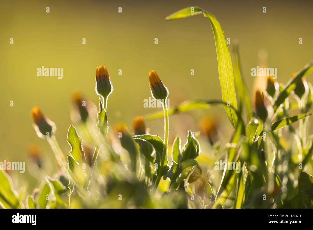 Flowers of the species Calendula stellata, still unopened buds, against ...