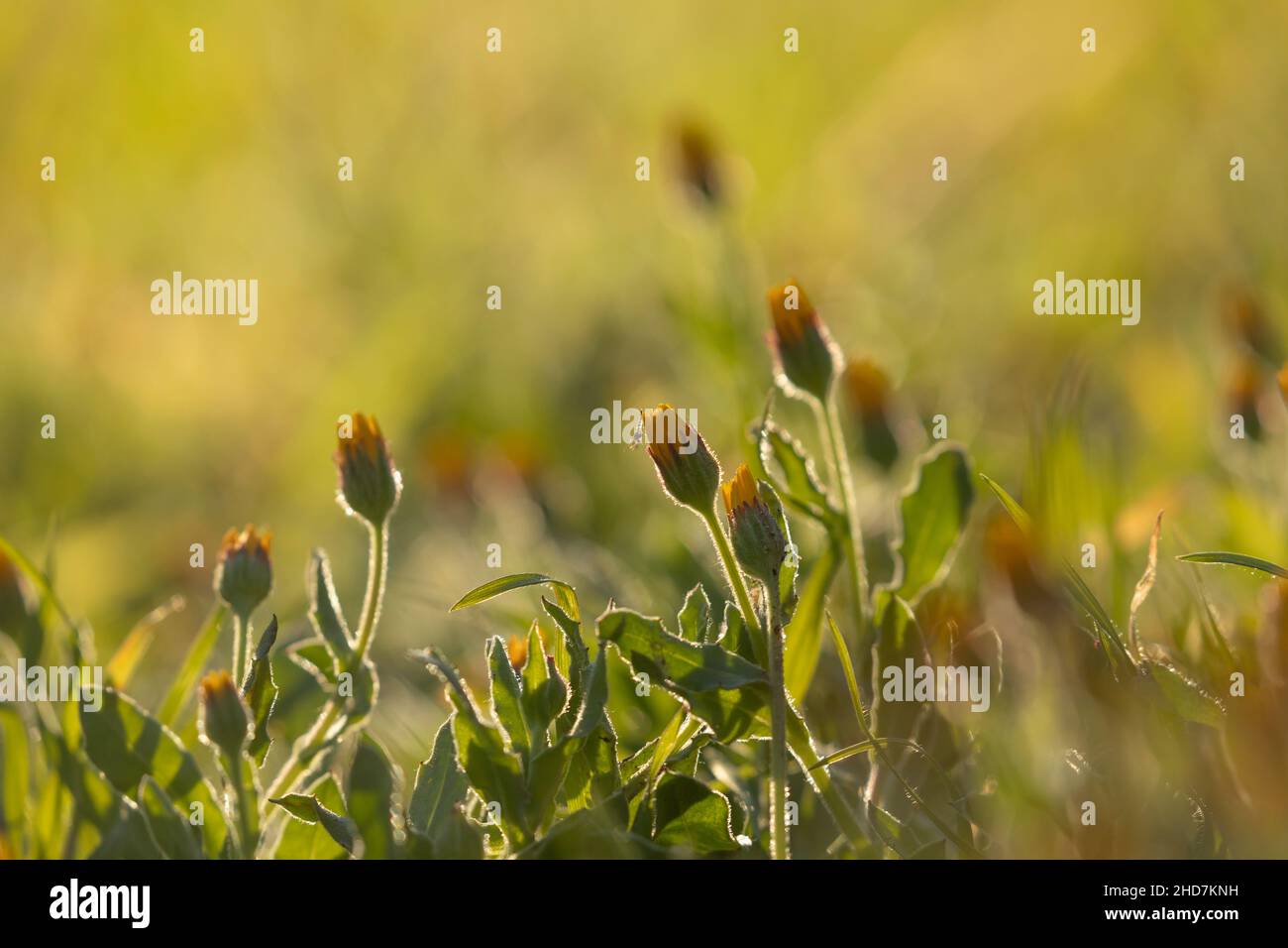 Flowers of the species Calendula stellata, still unopened buds, against ...