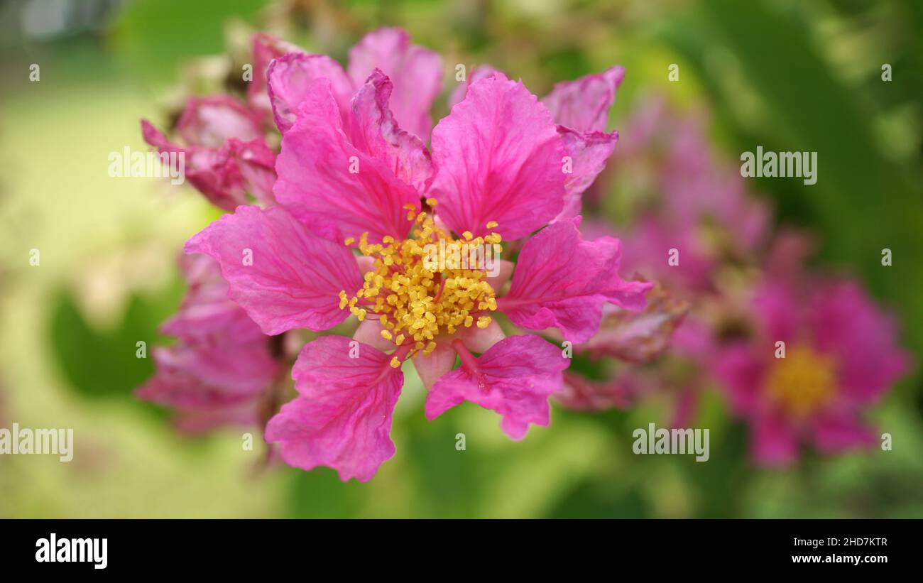 Close-up photos of Lythraceae flower Stock Photo - Alamy