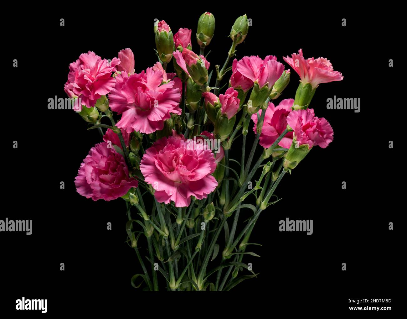 Pink Carnation Flower Bouquet