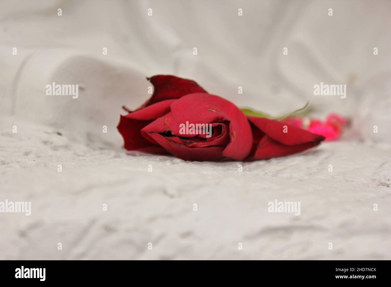 Old withered bright red rose as a sign of loss, lost love, or grief ...