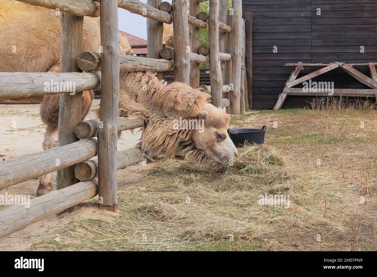 Camel eating hay at the zoo, close up. Long-necked ungulate mammal of ...