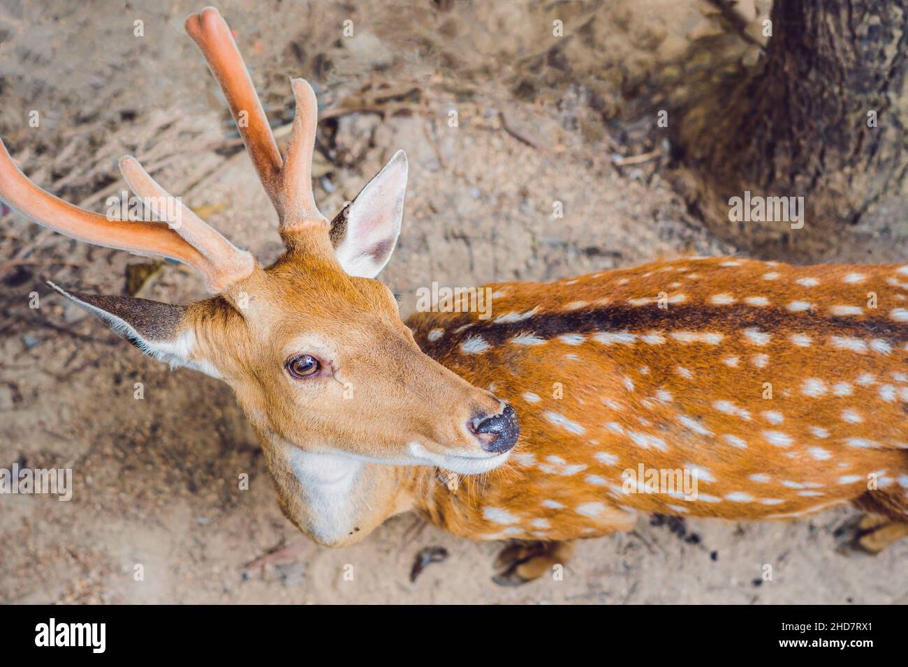 Deer in the summer in the forest Stock Photo - Alamy