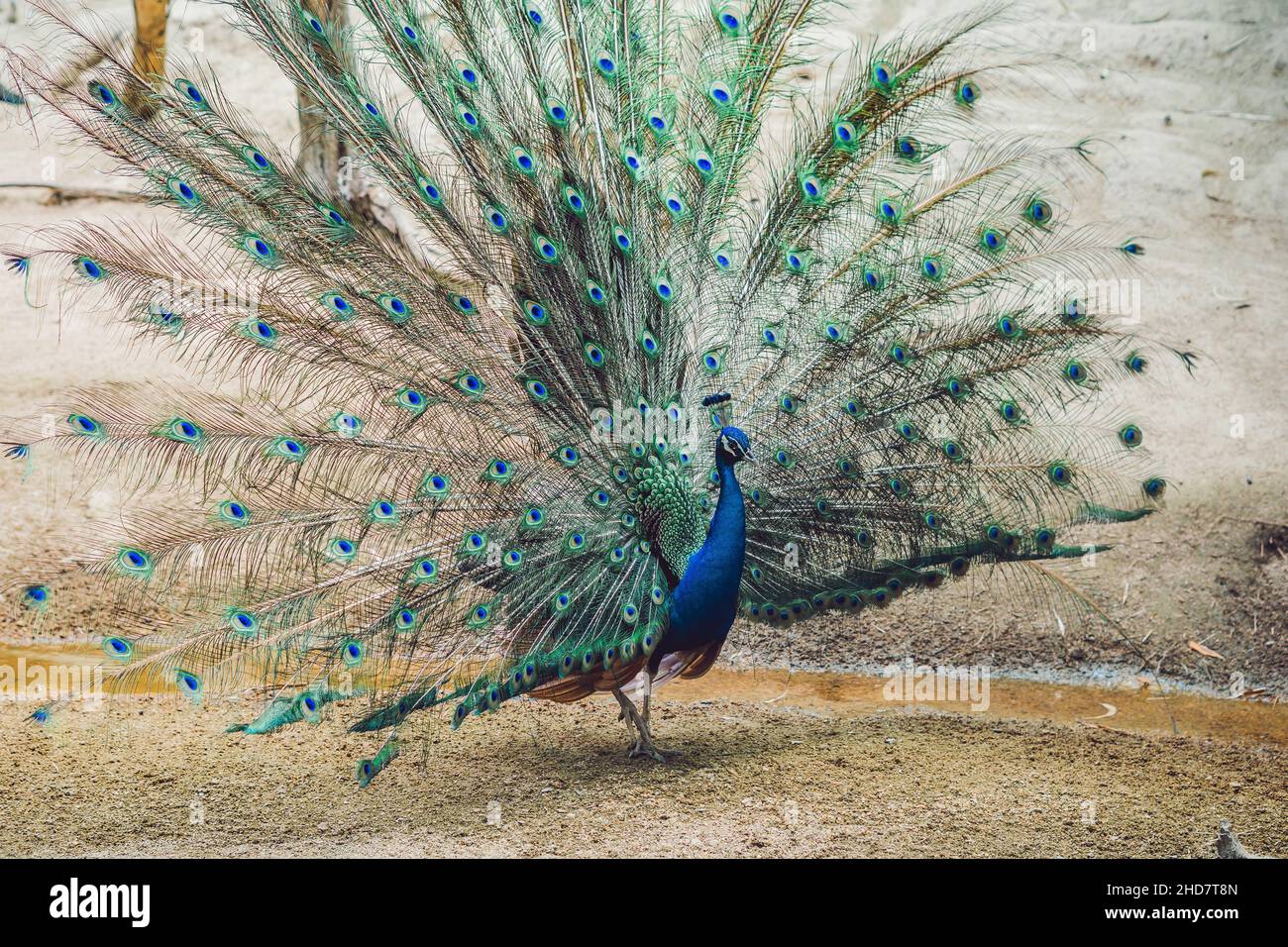 Peacock spreading the beautiful tail in the park Stock Photo - Alamy