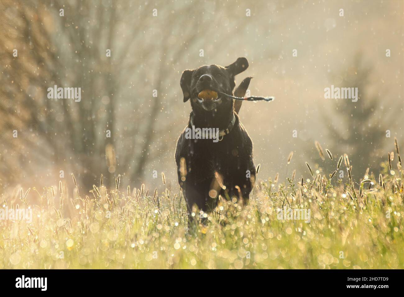 A black labrador retriever running across a wildflower meadow during a ...