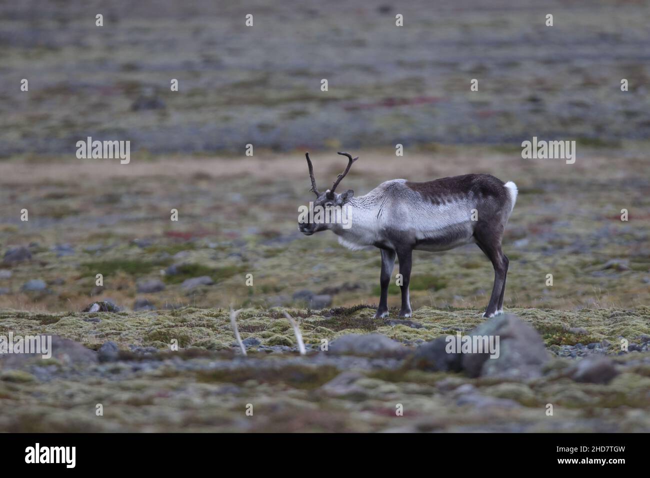 Reindeer Caribou in the winter time, Iceland Stock Photo - Alamy