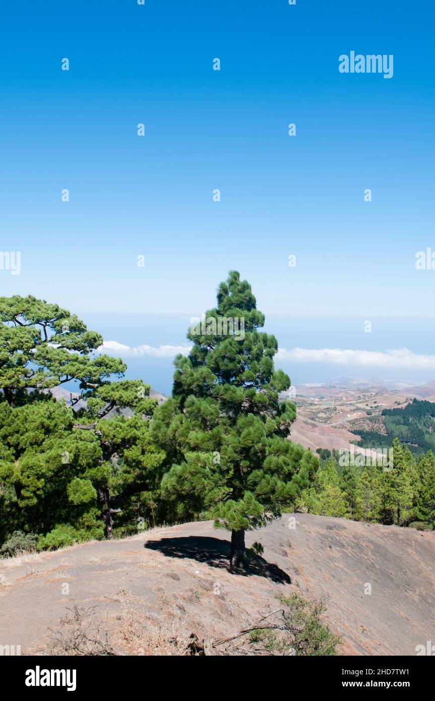 Forest microclimate hi-res stock photography and images - Alamy