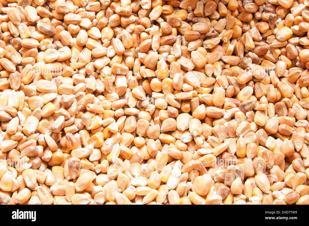Maize texture hi-res stock photography and images - Alamy