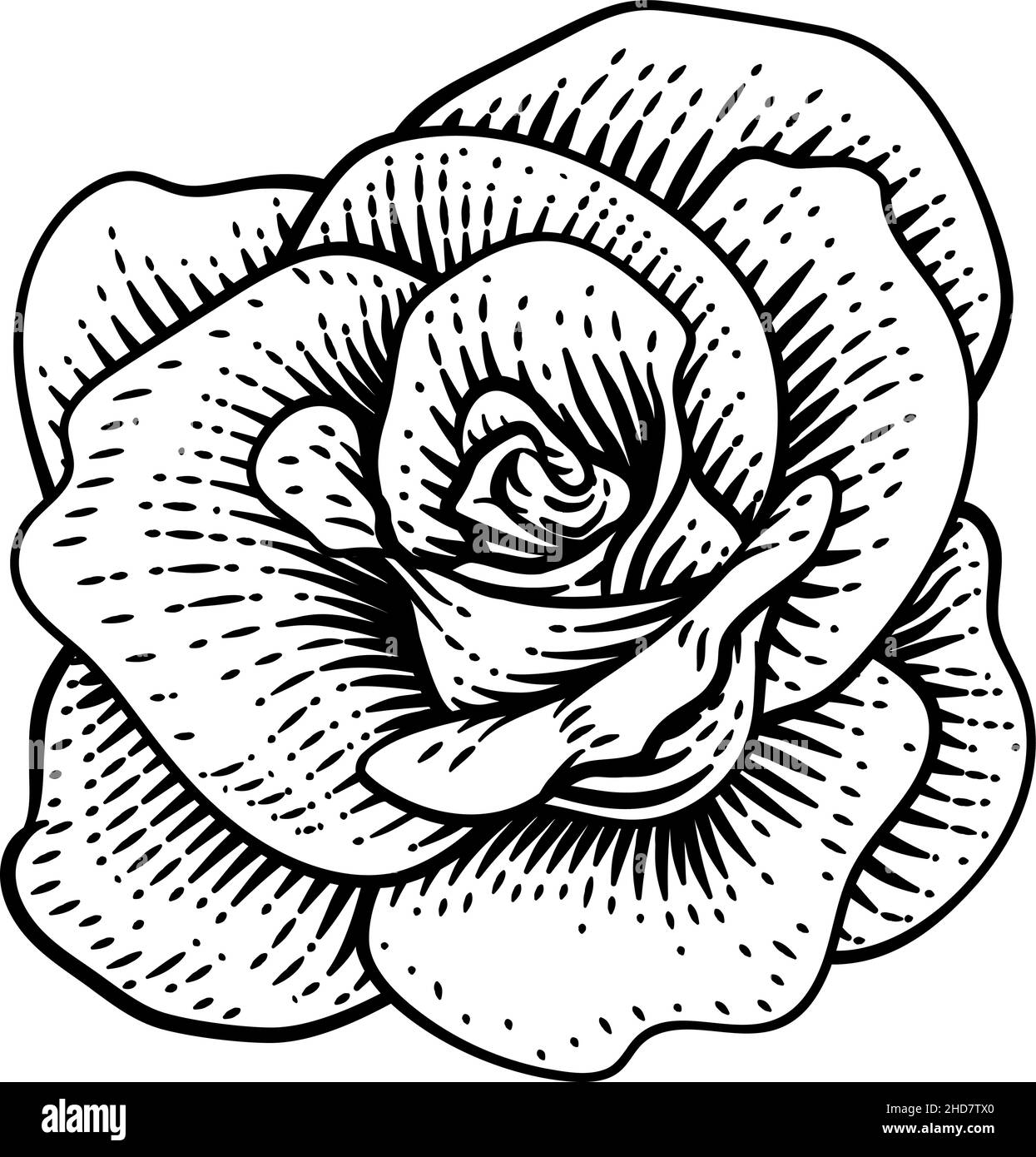 Rose Flower Design Woodcut Vintage Retro Style Stock Vector Image & Art ...