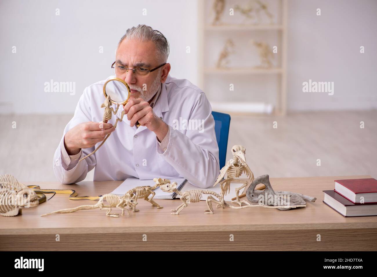 Experienced male paleontologist examining ancient animals at lab Stock ...