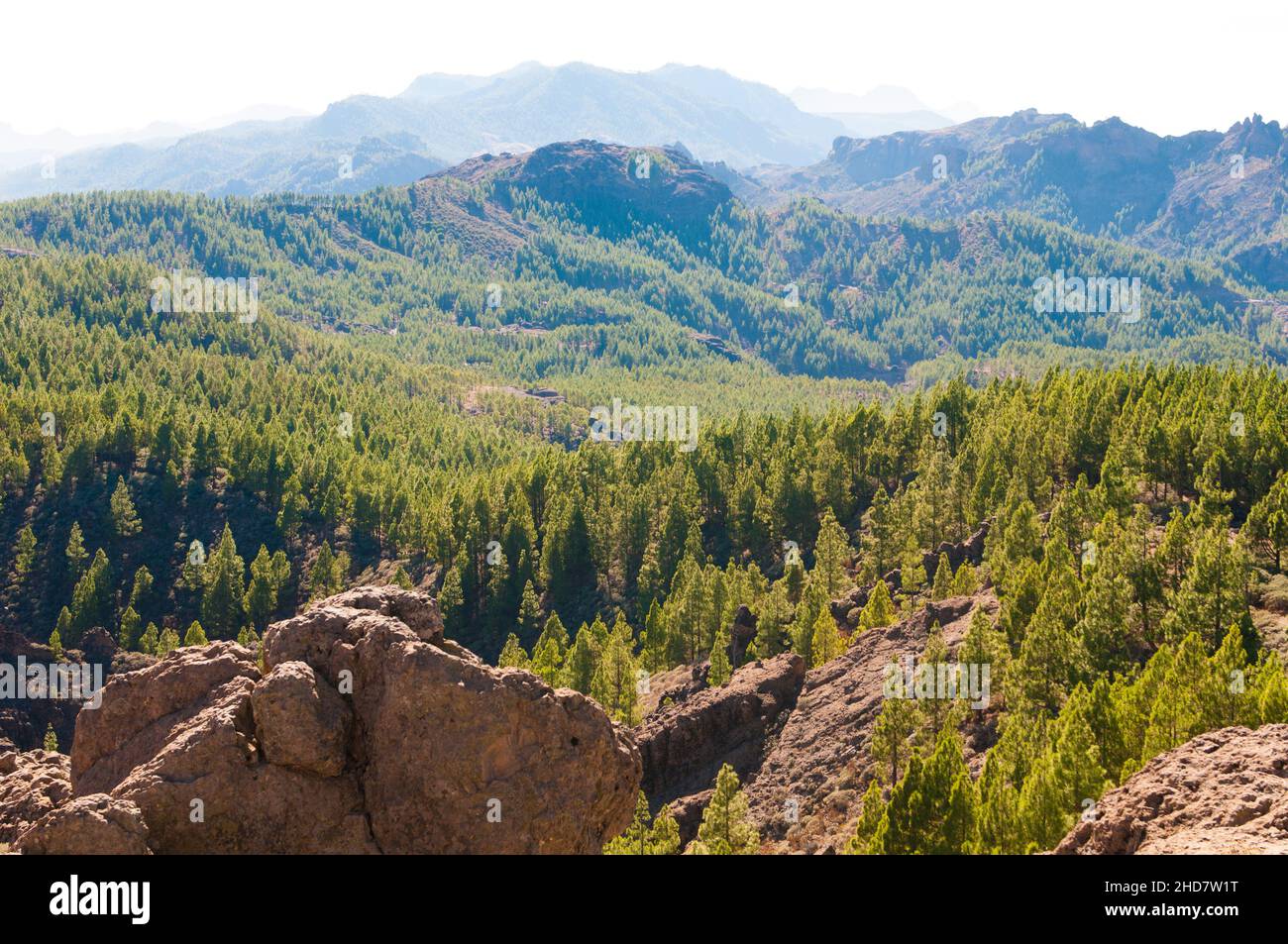 Forest microclimate hi-res stock photography and images - Alamy