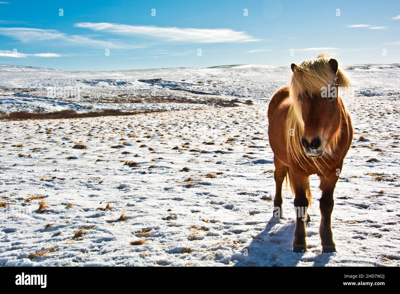 Reyjkavik iceland hi-res stock photography and images - Alamy