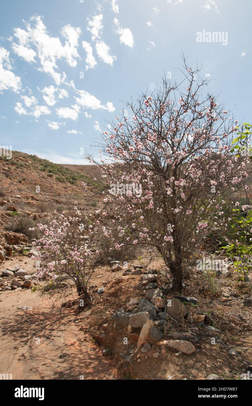 almond tree in bloom during winter Stock Photo - Alamy