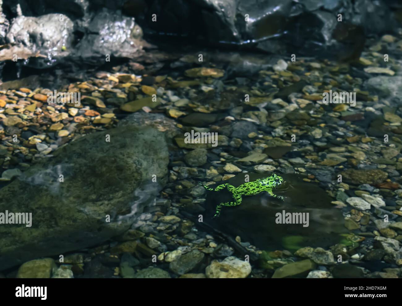 A tree frog rests in a stream Stock Photo - Alamy