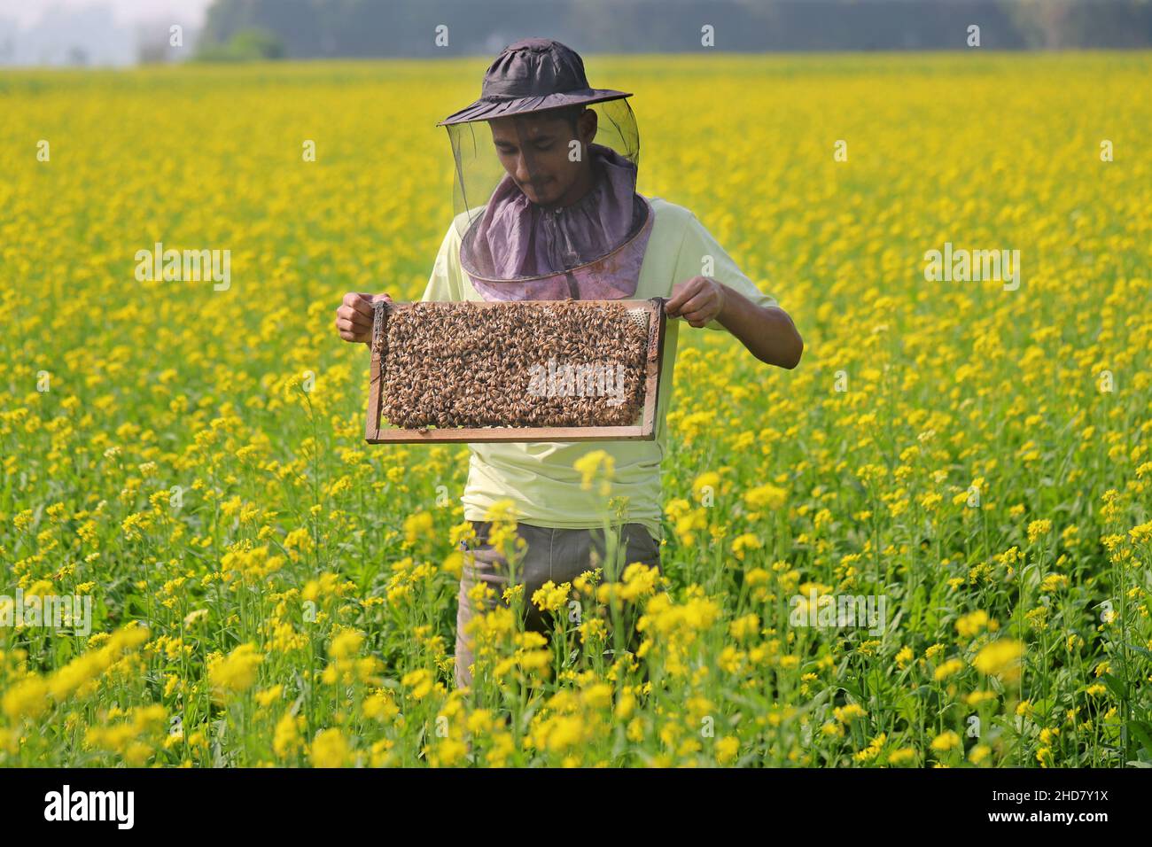 The field is now in the field of honey collection. Field after field is ...