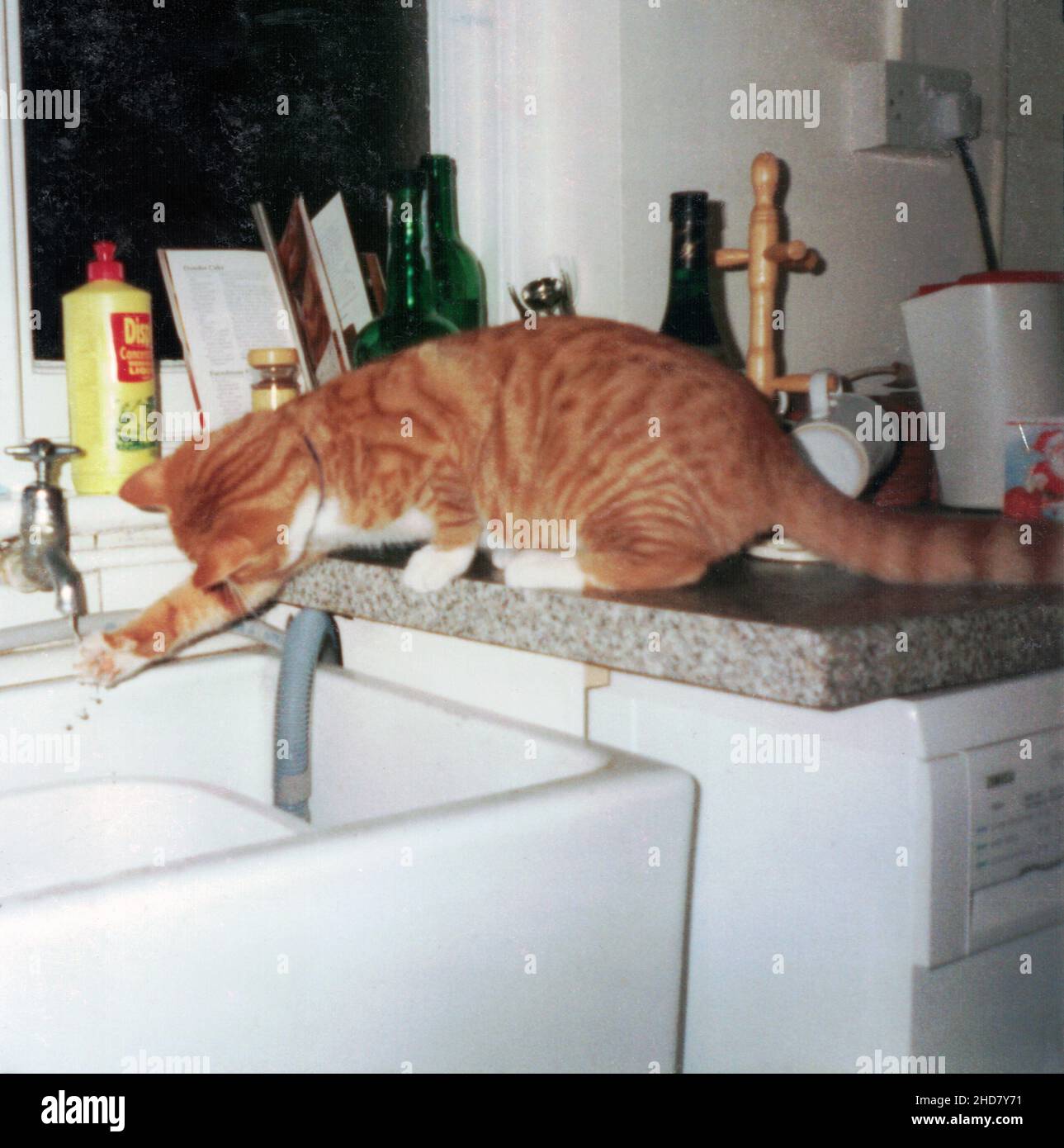 Ginger Tom Cat Drinking from the Tap with his Paw Stock Photo - Alamy