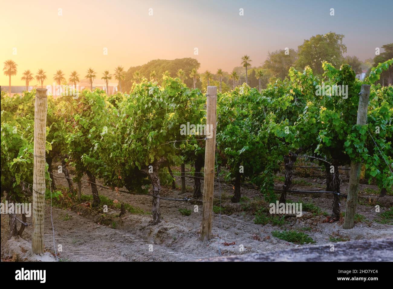 Green leaf Vineyard at the end of summer during a bright golden sunrise ...