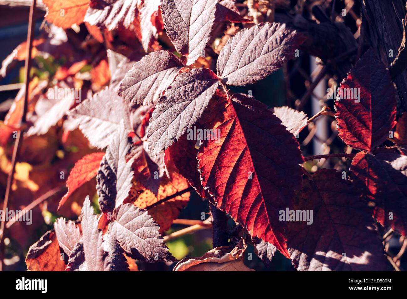 Red leaf of blackberries close up view. In the background blurred ...