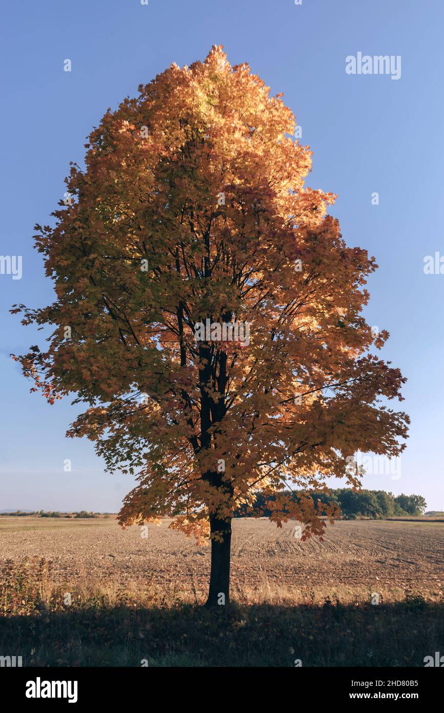 Autumn forest background. Vibrant color tree, red orange foliage in ...