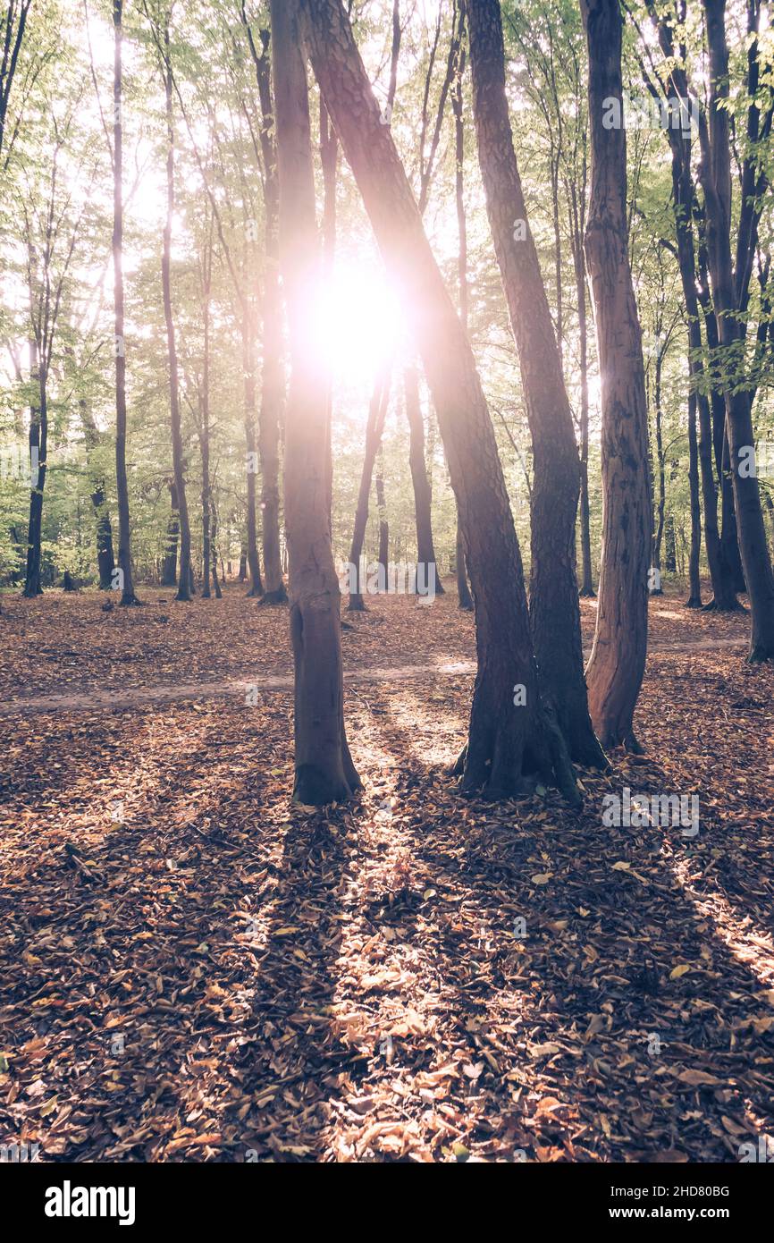 Autumn forest background. Vibrant color tree, red orange foliage in ...