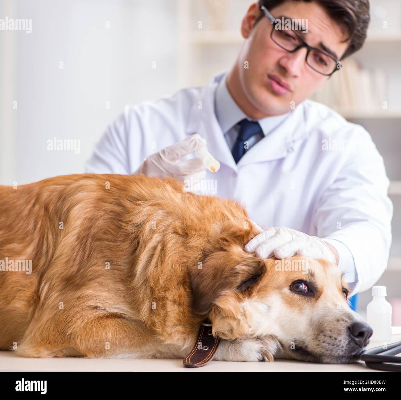 The doctor examining golden retriever dog in vet clinic Stock Photo - Alamy