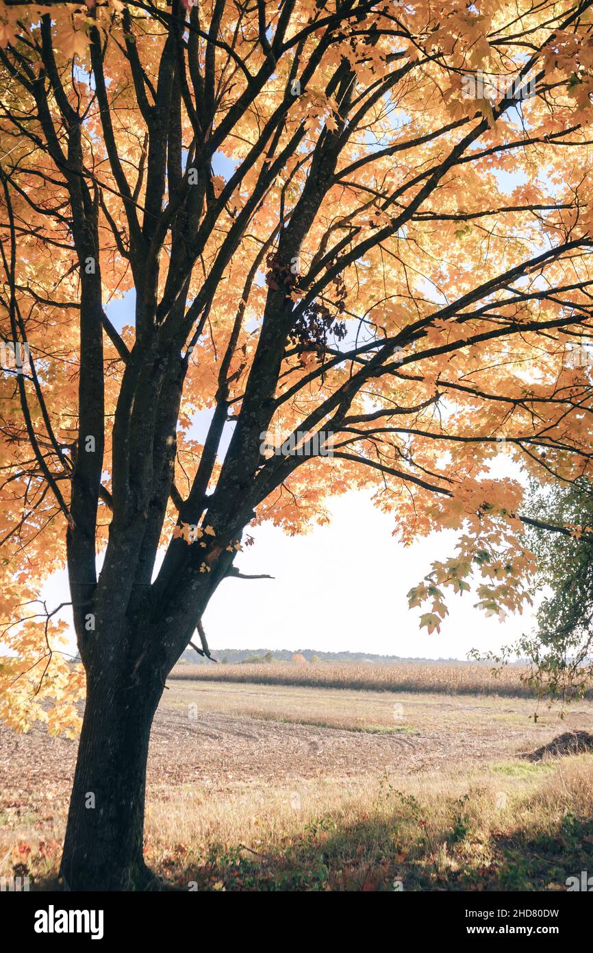 Autumn forest background. Vibrant color tree, red orange foliage in ...