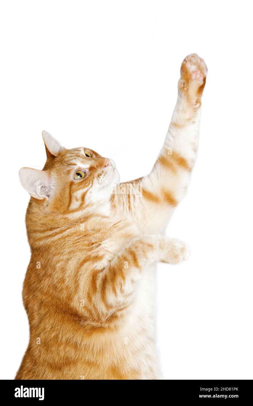 Closeup view of ginger cat pulls up his paw and look up. Isolated on ...