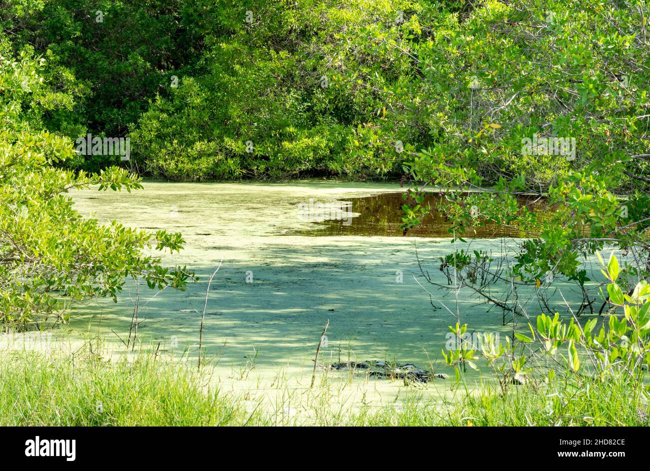Tropical pond with a lush meadow and coconut trees on the horizon in ...