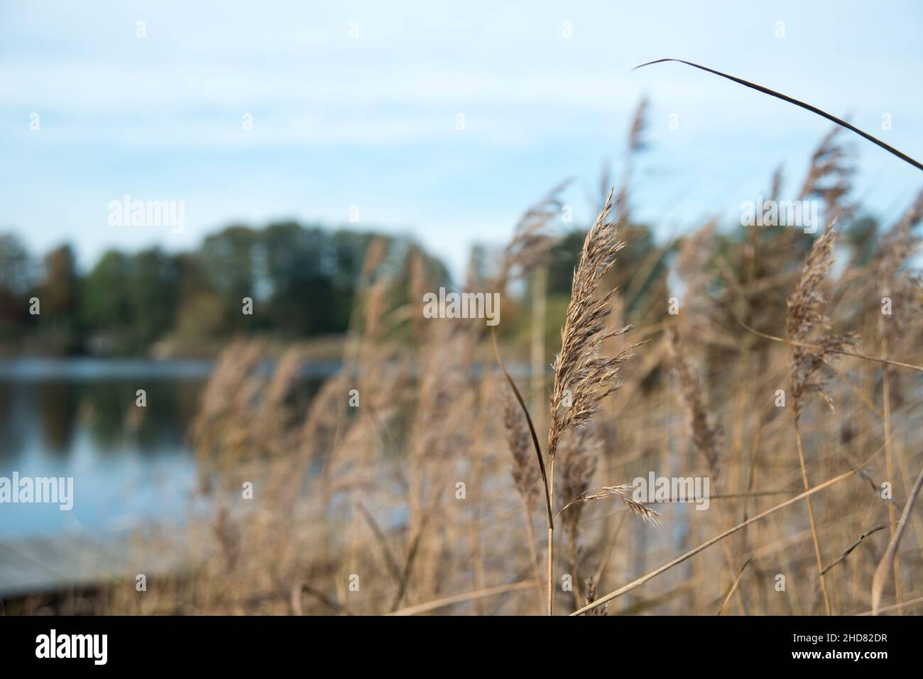 Reed plant hi-res stock photography and images - Alamy