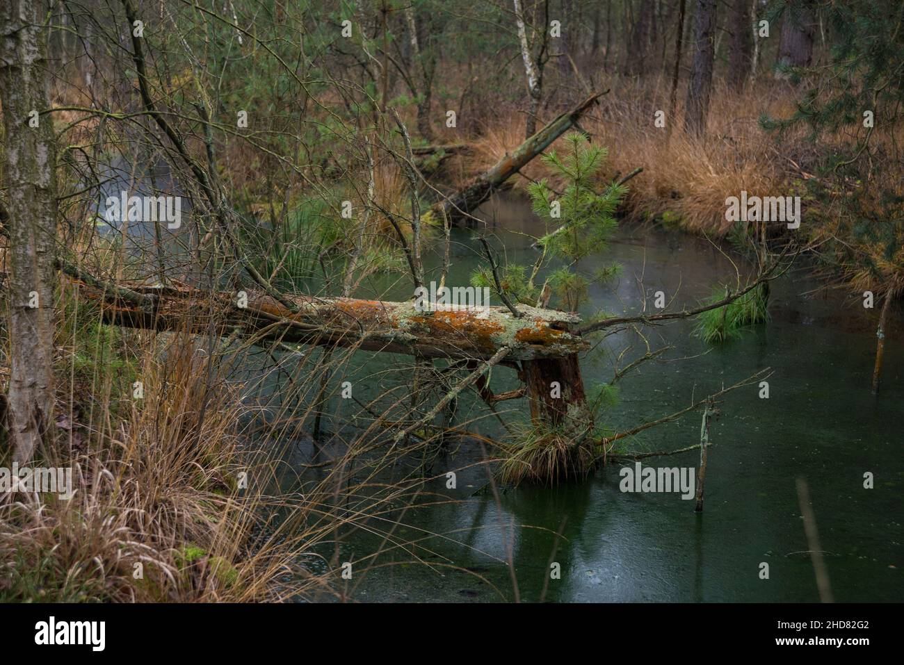 Tree trunk fresh water hi-res stock photography and images - Alamy
