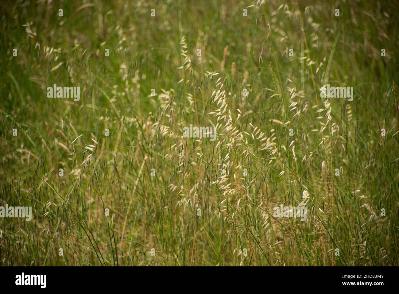 Gold oat hi-res stock photography and images - Alamy