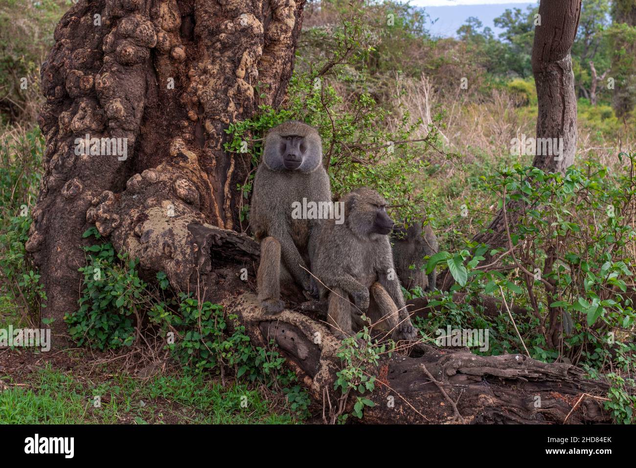 Pair of baboons sitting on a tree looking around, Ngorongoro ...