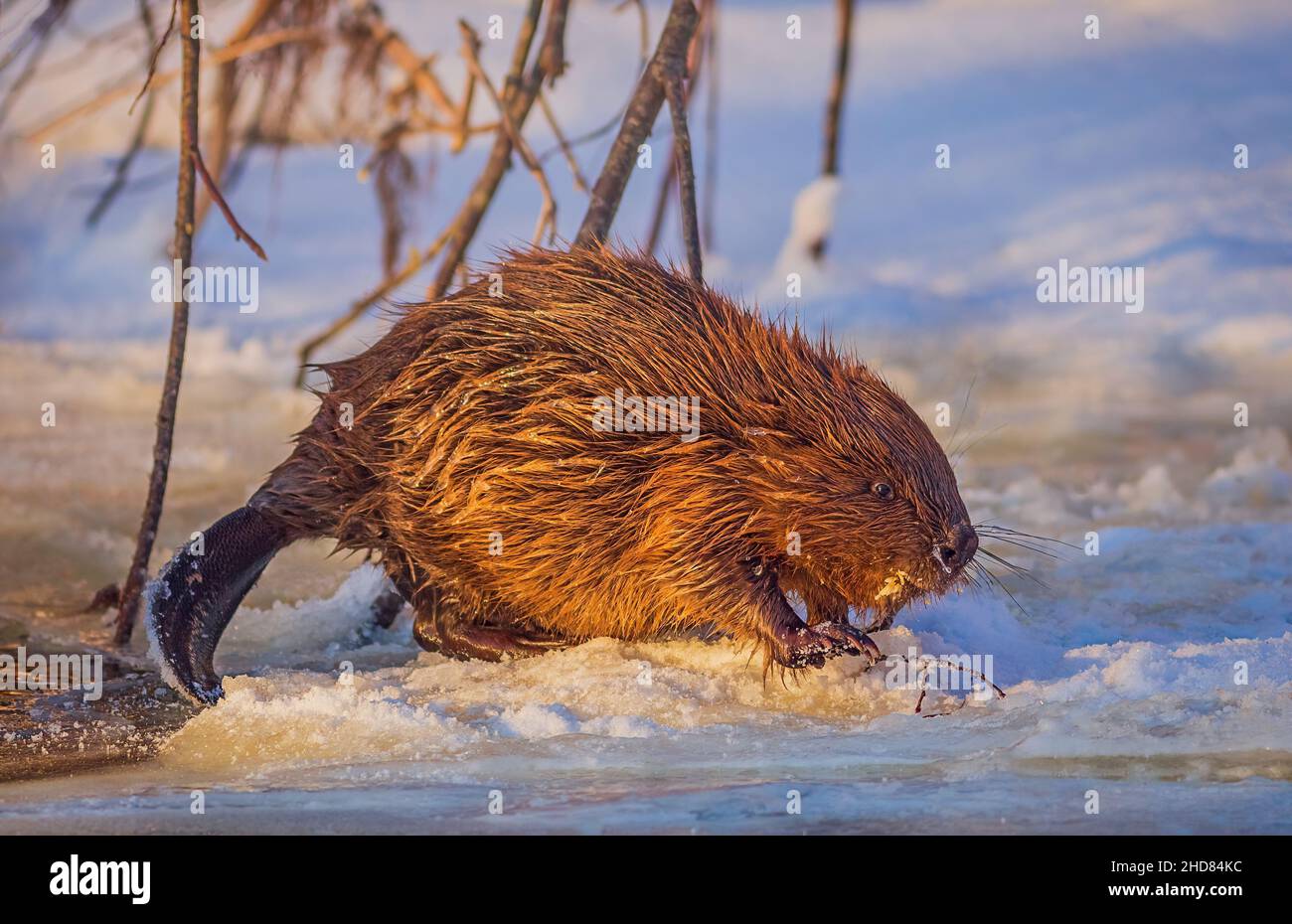 Beaver walking on the ice at cold and sunny winter day Stock Photo - Alamy