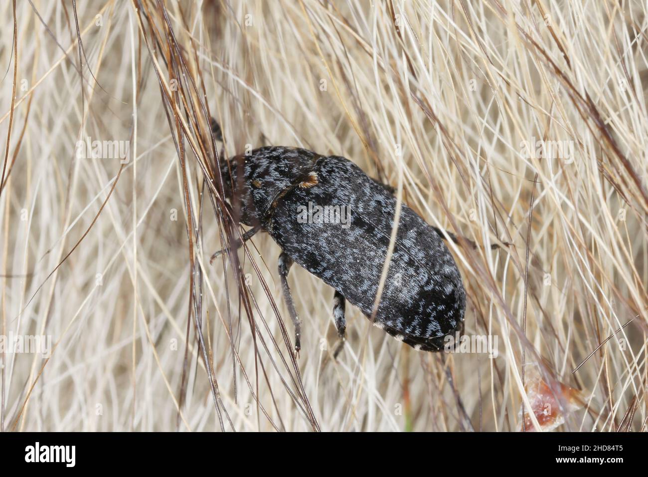 Skin beetle - Dermestes murinus from the family Dermestidae. A beetle ...