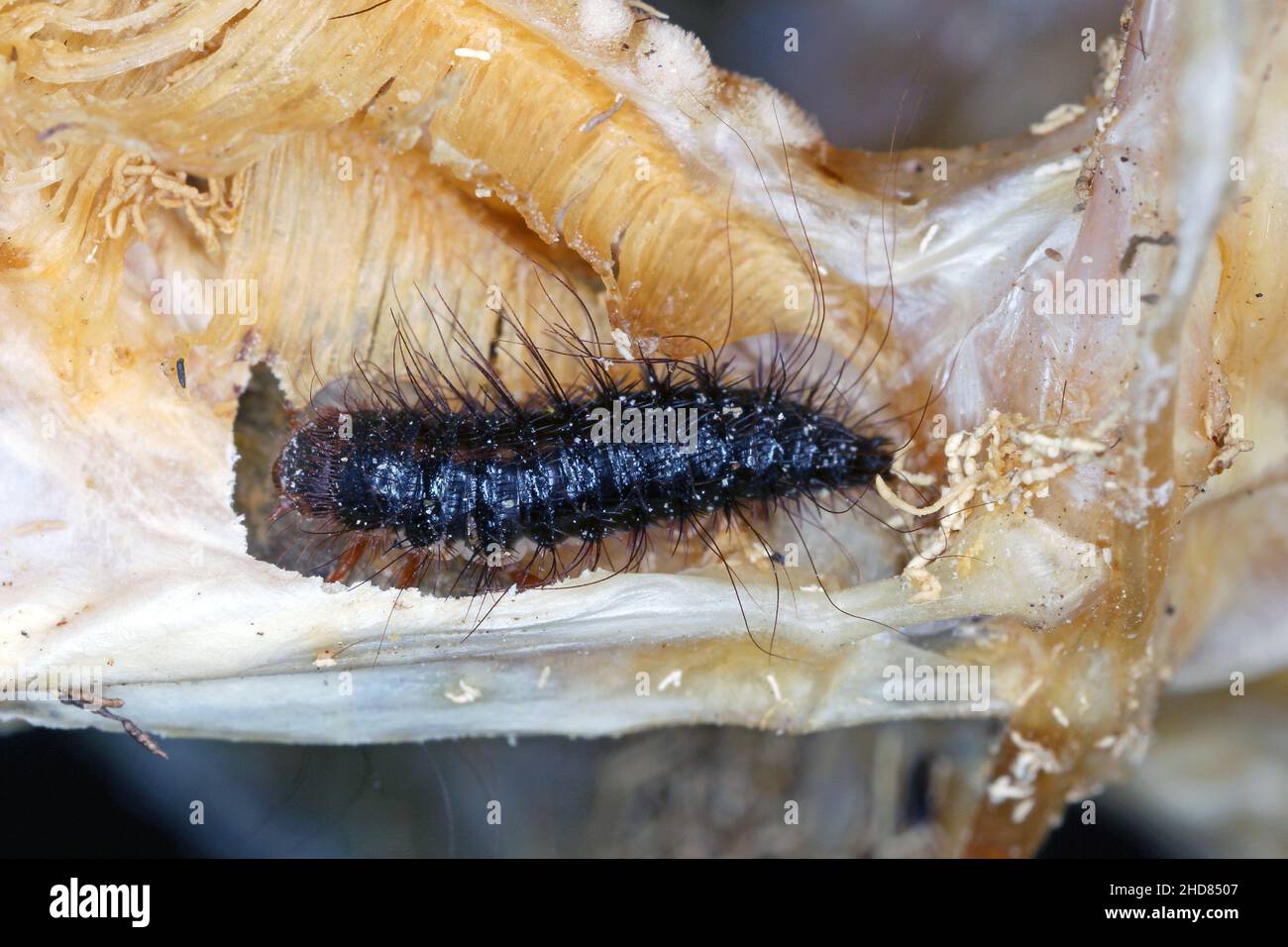 Dermestes undulatus is a species of carpet beetle in the family ...