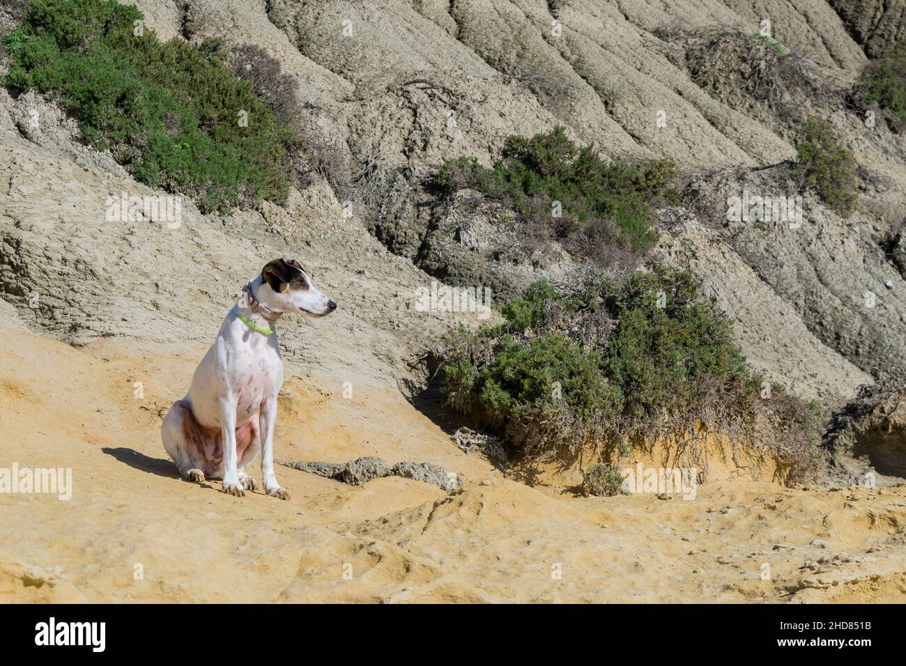 A fox terrier and pointer cross mix breed dog, with hazel eyes, near ...