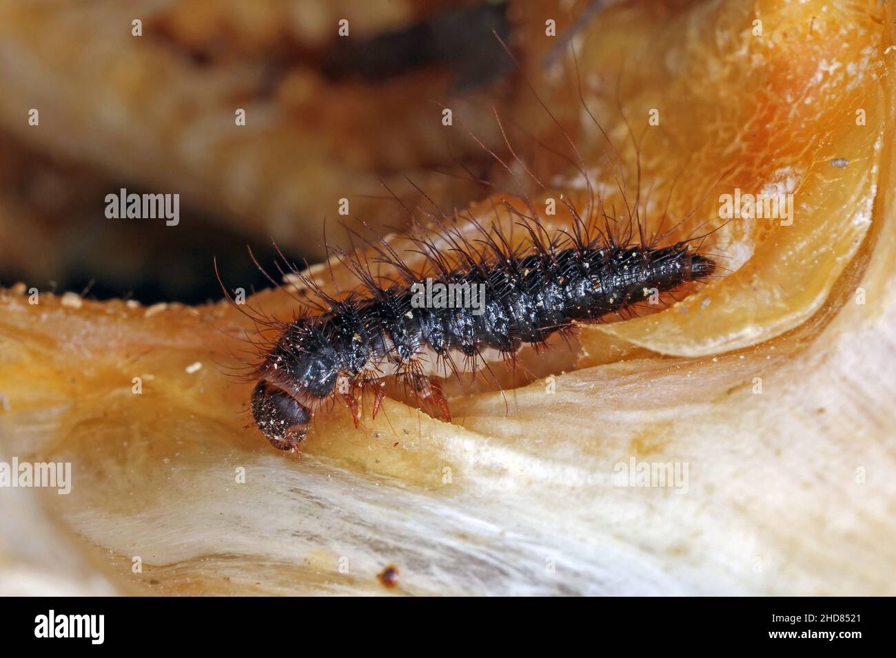 Dermestes undulatus is a species of carpet beetle in the family ...
