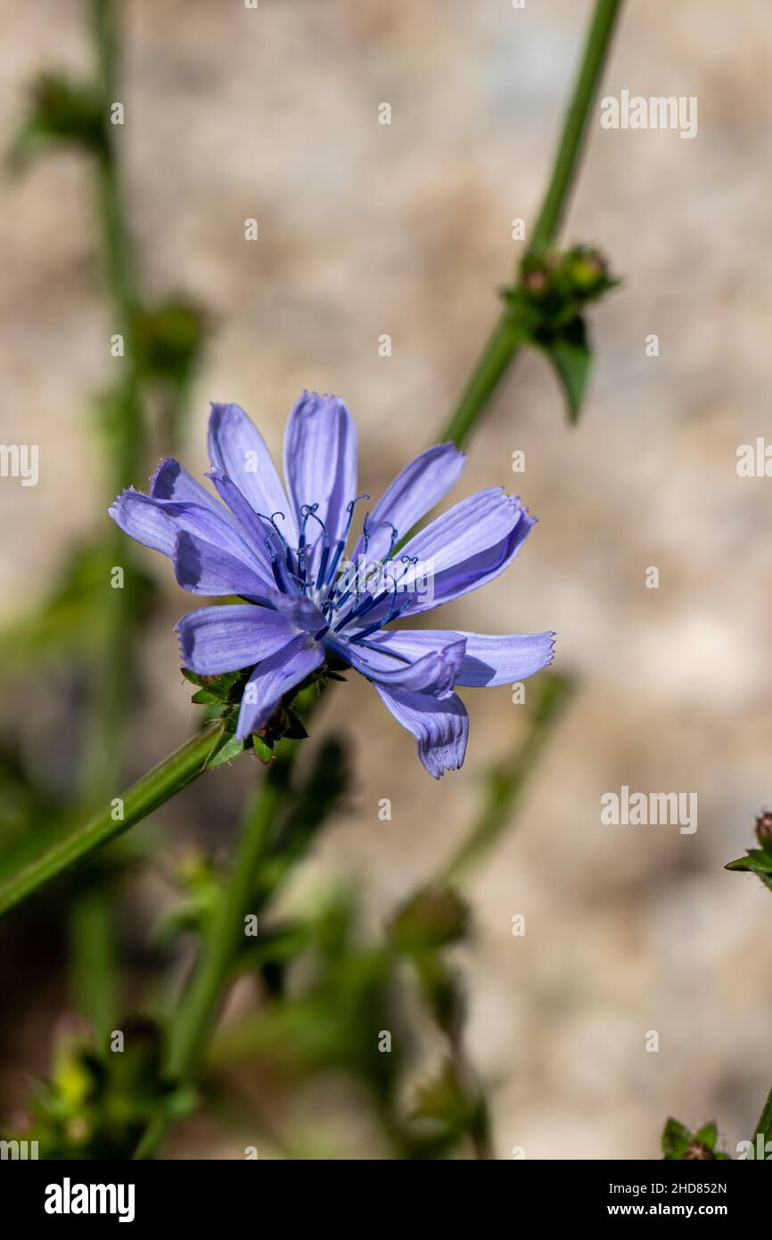 Cichorium intybus flower growing in meadow Stock Photo - Alamy