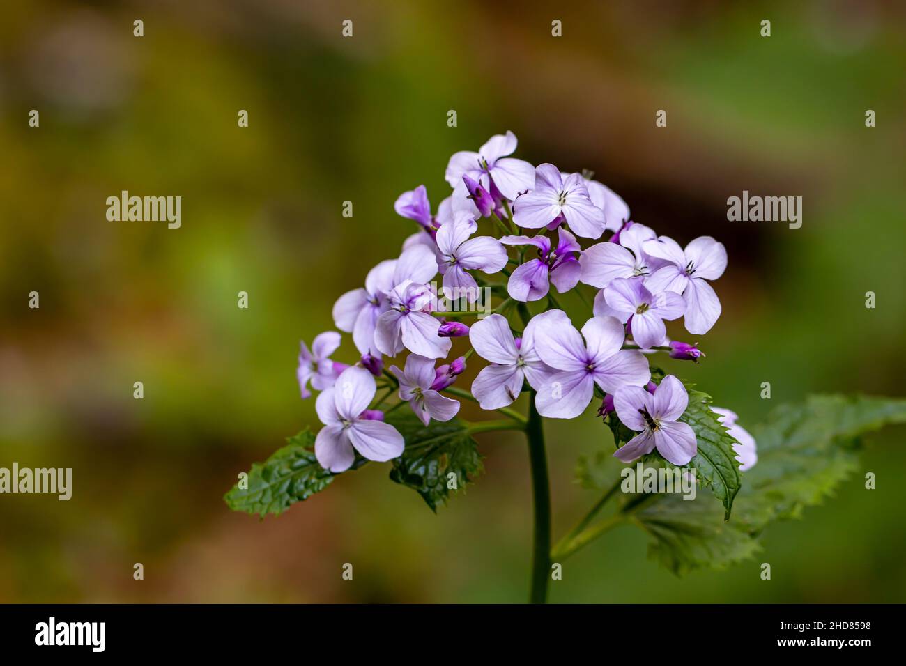 Lunaria annua flower in mountains Stock Photo - Alamy